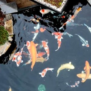 Aquatic Science – Traitement de l’eau et nourriture pour poissons